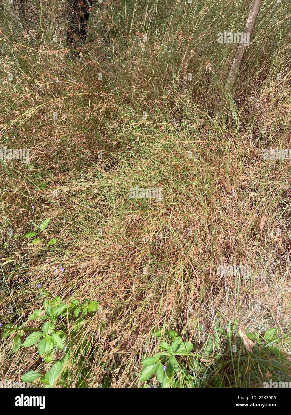 Kangaroo Grass (Themeda triandra), Plantae, Duaringa, AU-QL, AU Stock ...
