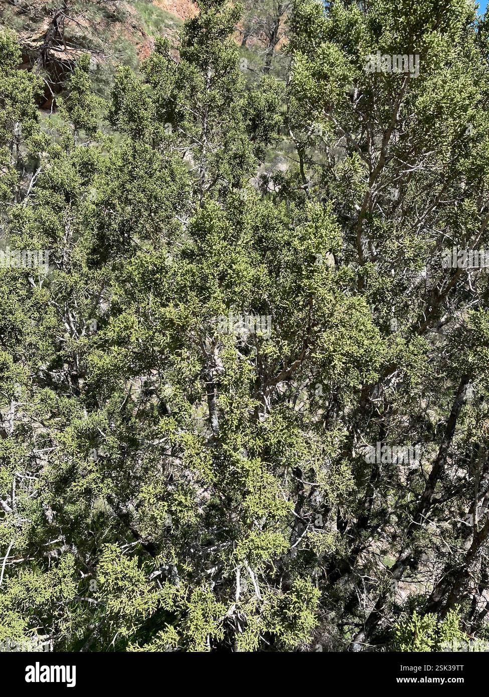California juniper (Juniperus californica), Plantae, San Benito County ...