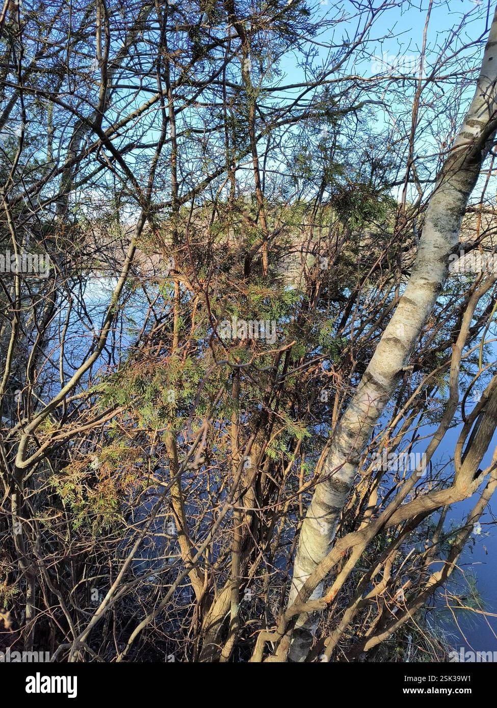 Atlantic white cedar (Chamaecyparis thyoides), Plantae, Turner Pond ...