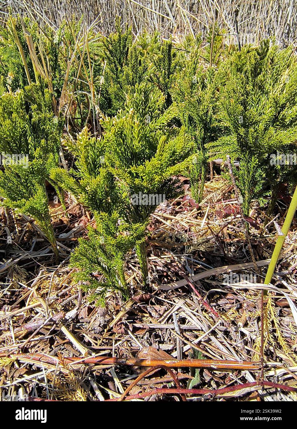 flat-branched tree-clubmoss (Dendrolycopodium obscurum), Plantae ...