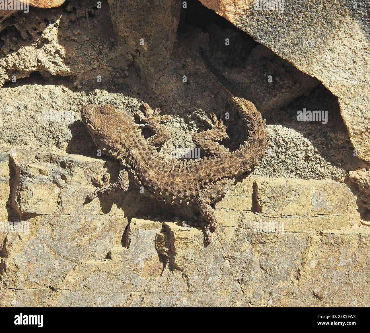 Moorish Gecko (Tarentola mauritanica), Reptilia, Málaga, Andalucía ...