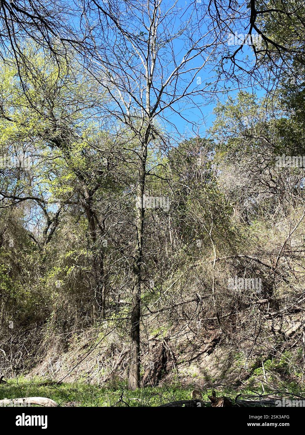 honey locust (Gleditsia triacanthos), Plantae, Moody, TX, US Stock ...
