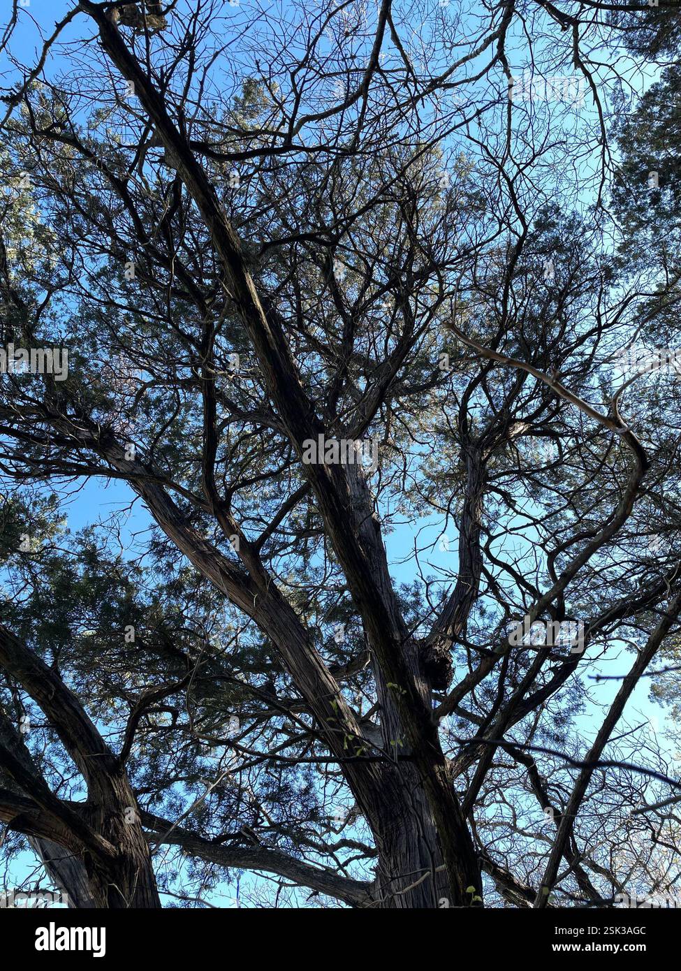 Ashe juniper (Juniperus ashei), Plantae, Moody, TX, US Stock Photo - Alamy