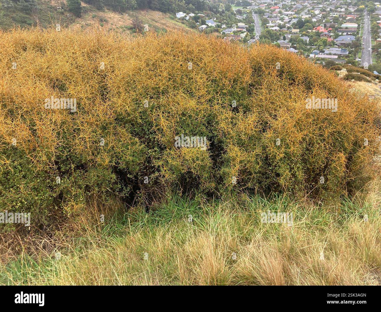 Prostrate kowhai (Sophora prostrata), Plantae, Te Waipounamu/South ...