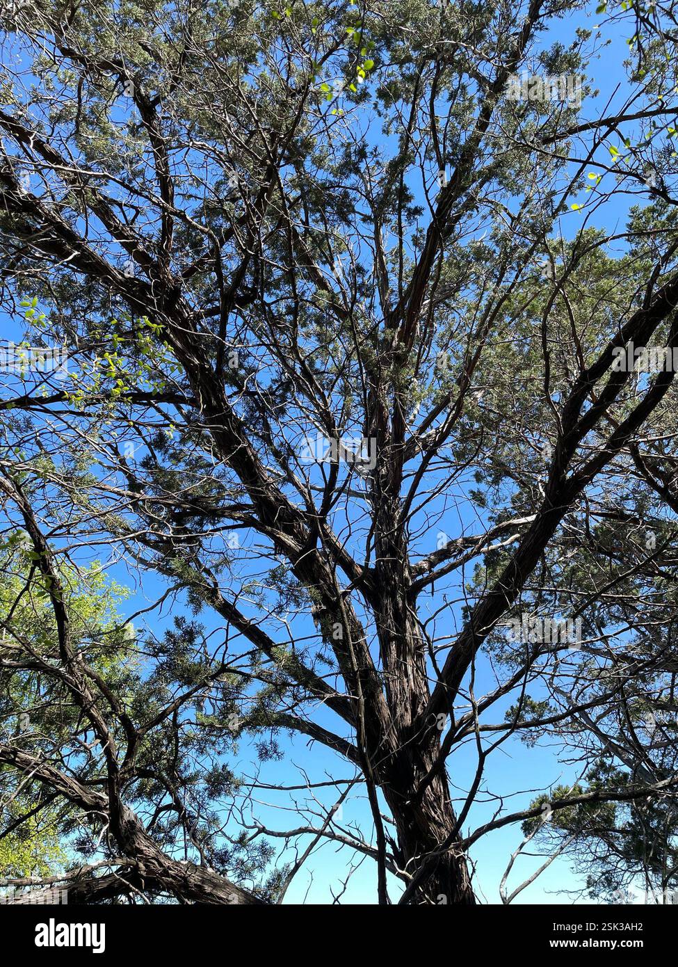 Ashe juniper (Juniperus ashei), Plantae, Killeen, TX, US Stock Photo ...
