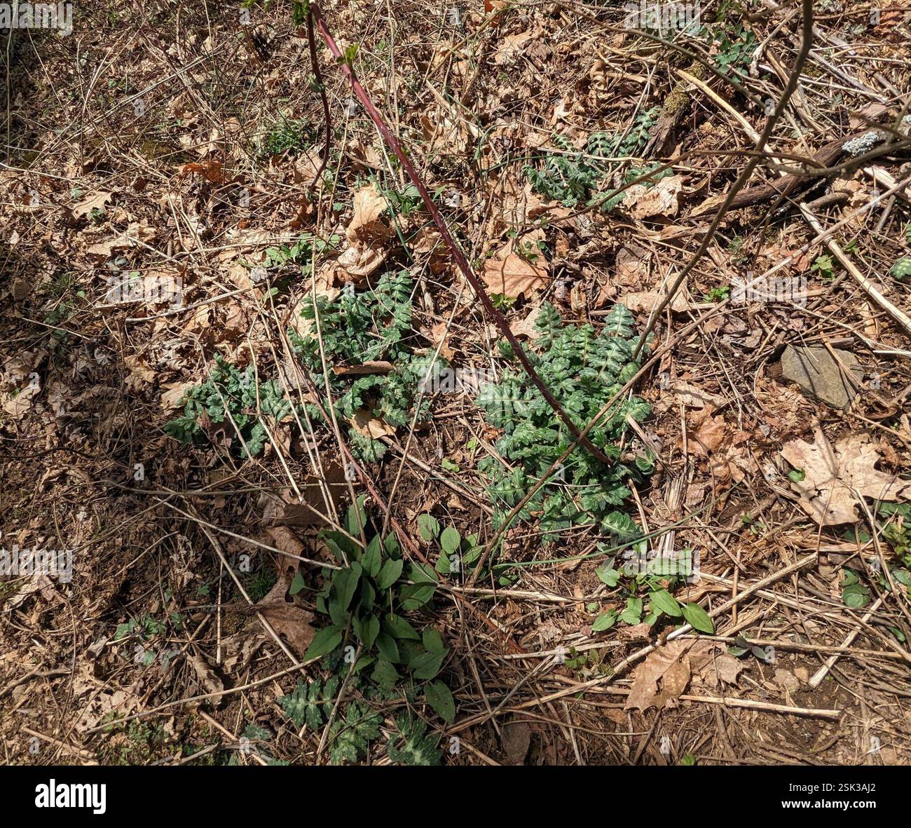 Large-leaf water leaf (Hydrophyllum macrophyllum), Plantae, North ...