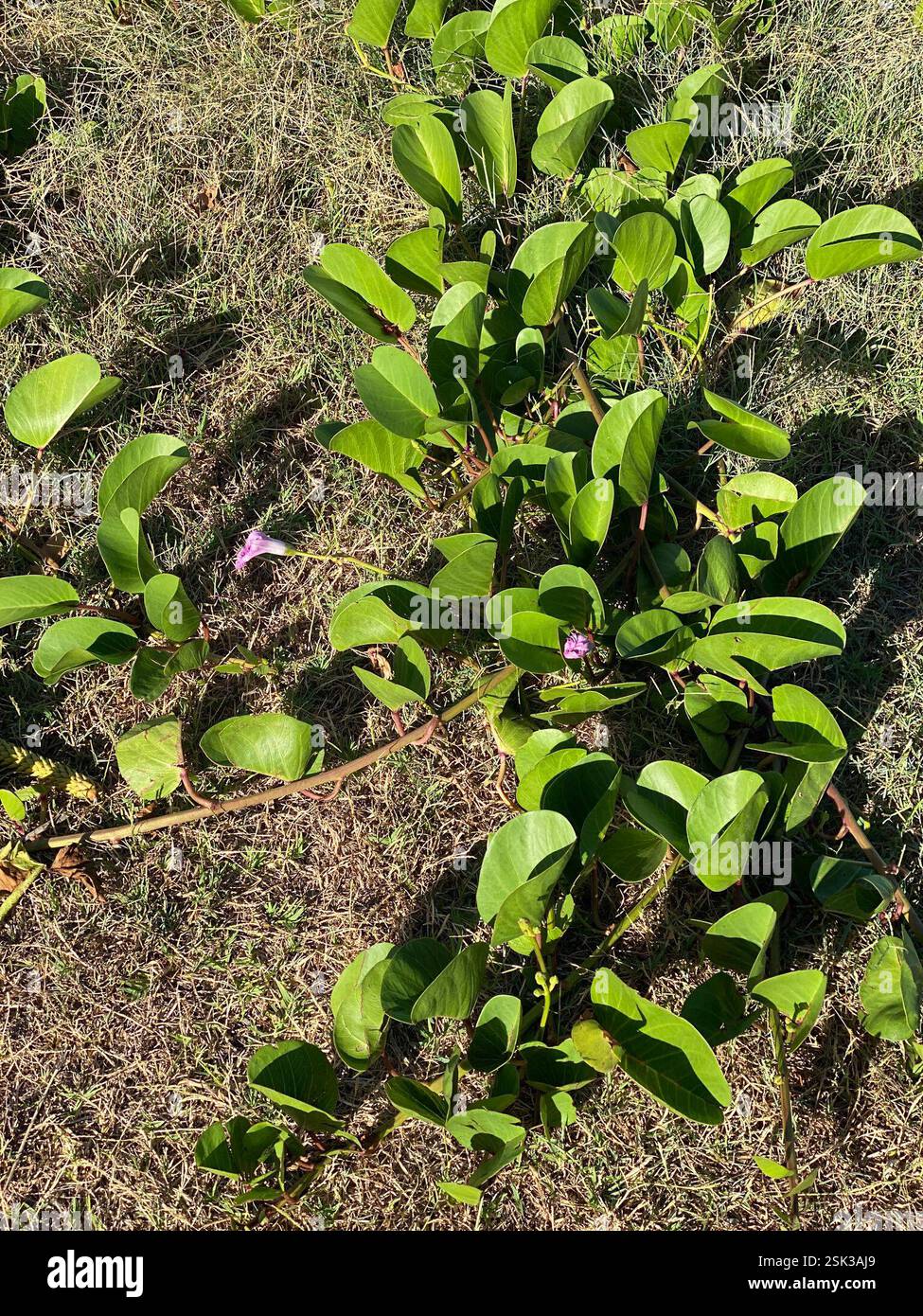 Beach Morning Glory (Ipomoea pes-caprae), Plantae, Little Bayside Park, Manly, QLD, AU Stock ...