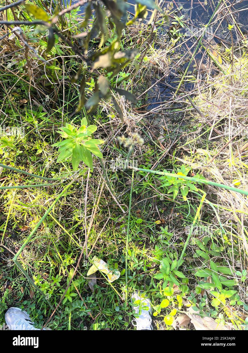 soft-stemmed bulrush (Schoenoplectus tabernaemontani), Plantae, Florida ...