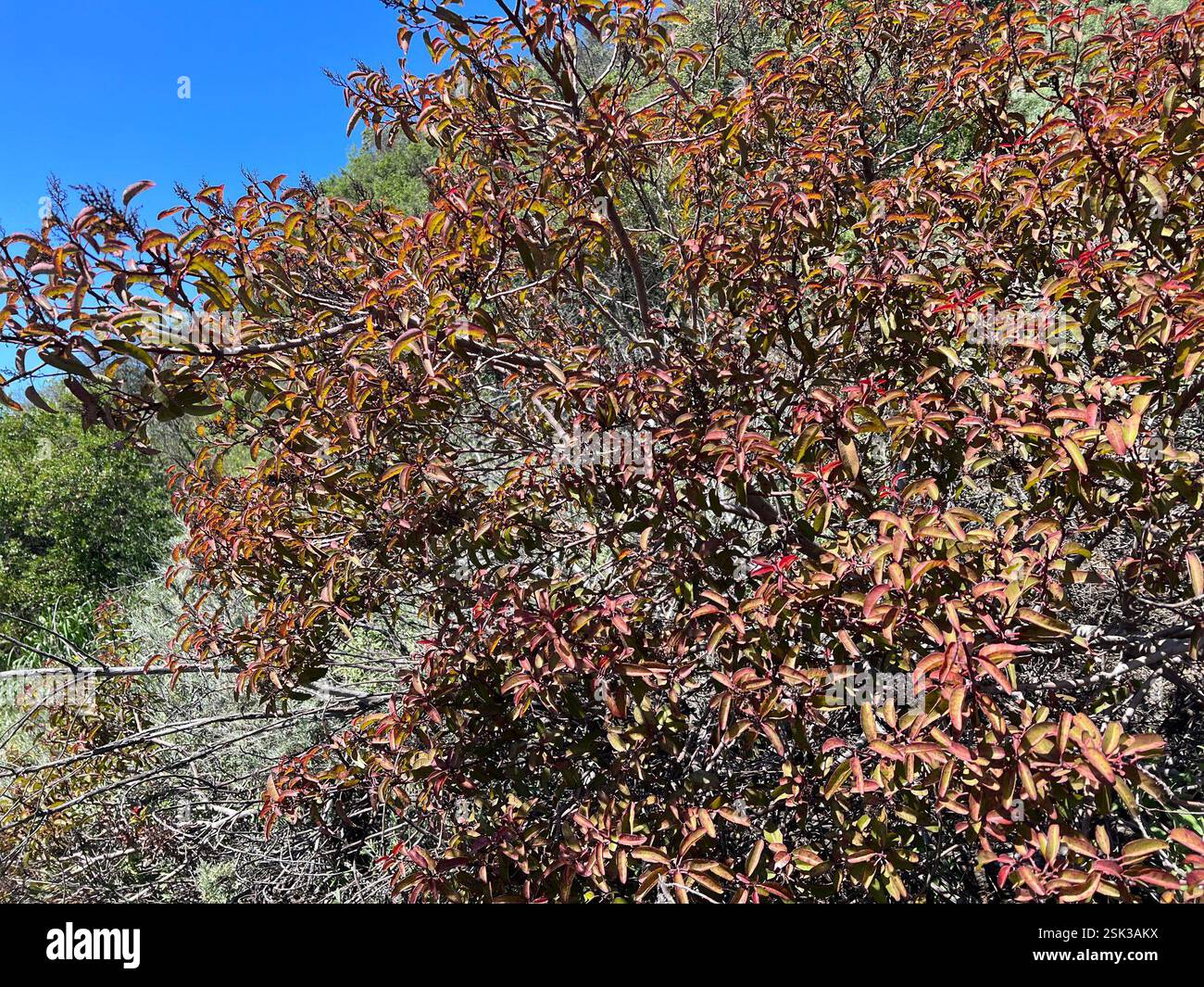 laurel sumac (Malosma laurina), Plantae, Los Padres National Forest ...