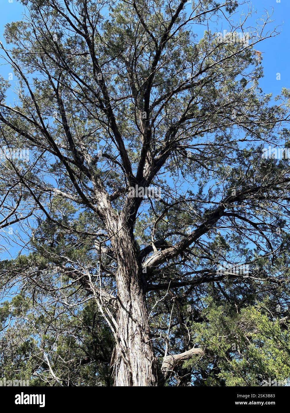 Ashe juniper (Juniperus ashei), Plantae, Moody, TX, US Stock Photo - Alamy
