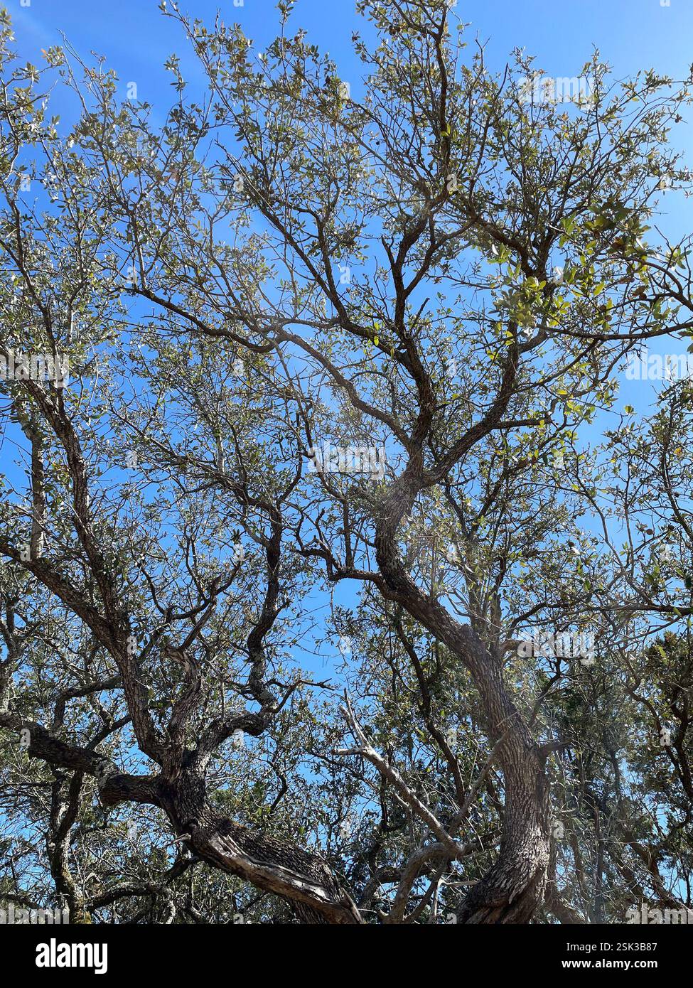 Texas live oak (Quercus fusiformis), Plantae, Temple, TX, US Stock ...
