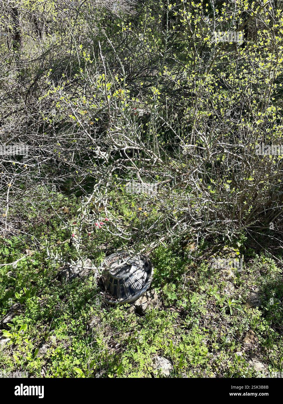 Christmas cholla (Cylindropuntia leptocaulis), Plantae, Killeen, TX, US ...
