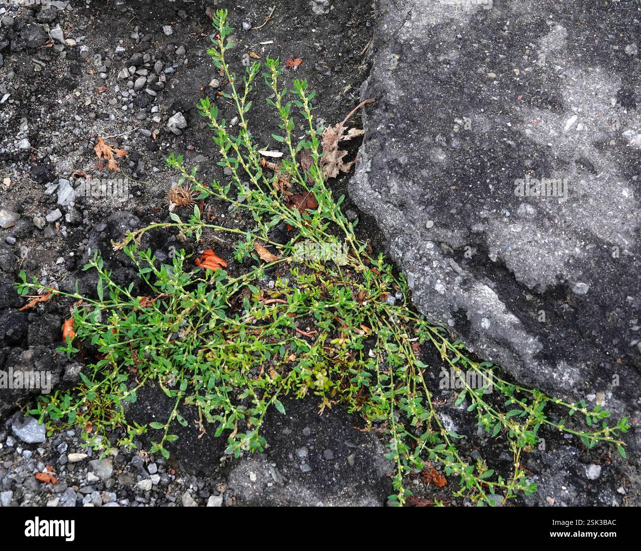 Oval Leaf Knotweed (Polygonum arenastrum), Plantae, Crystal Bay ...