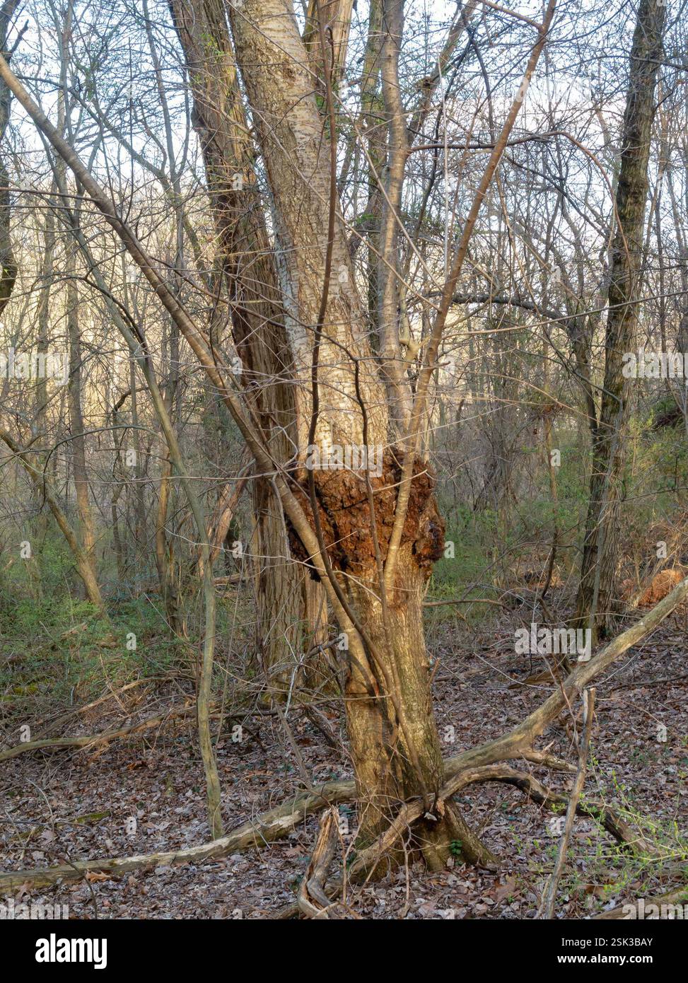 bacterial crown gall (Agrobacterium radiobacter), , Landis Woods ...