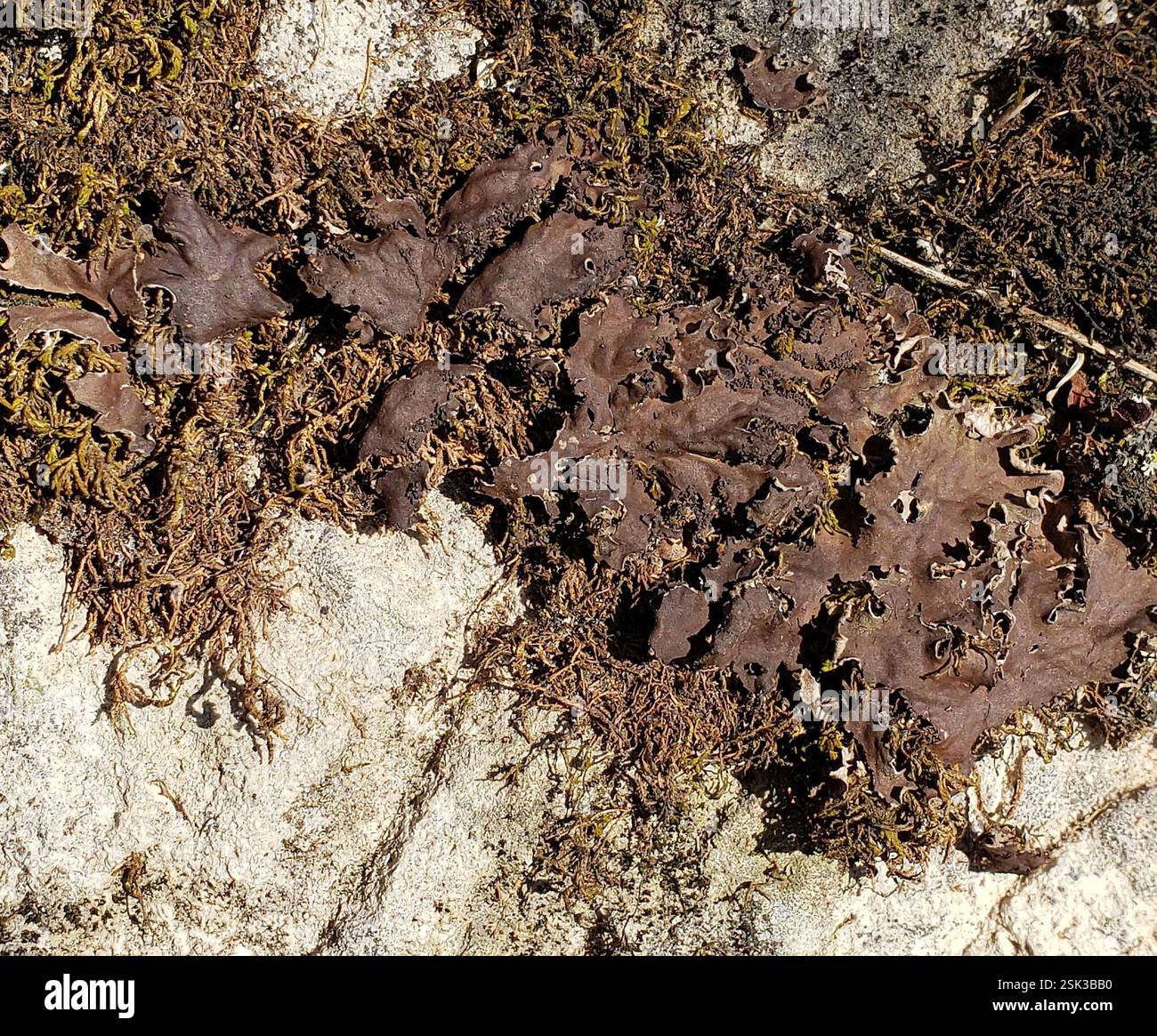 scaly pelt lichen (Peltigera praetextata), Fungi, Rattlesnake Point ...