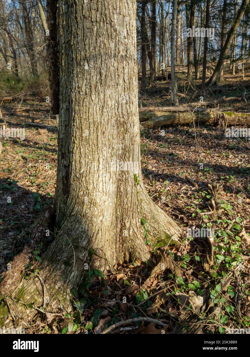 American elm (Ulmus americana), Plantae, Landis Woods, Manheim Township ...