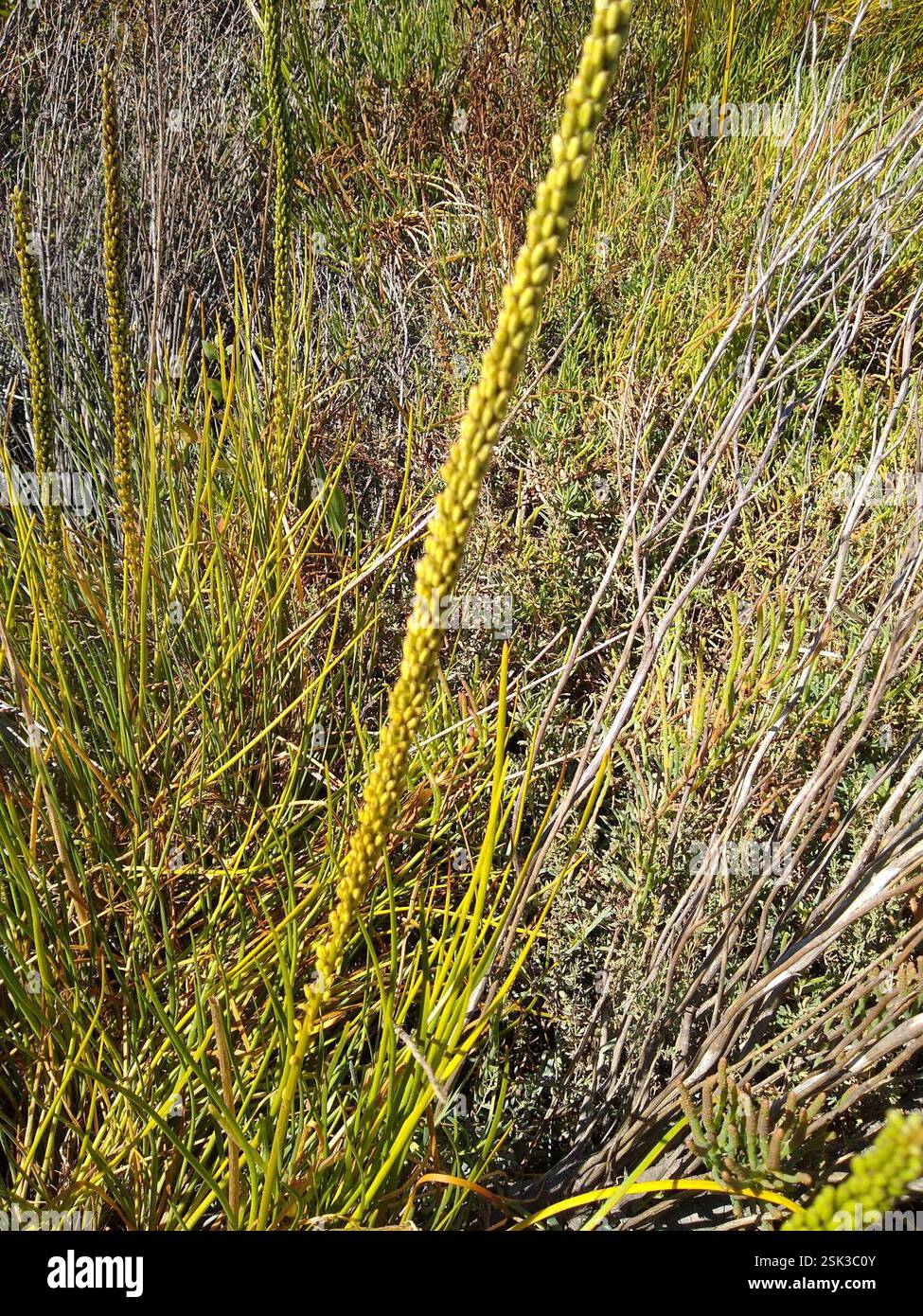 common arrowgrass (Triglochin maritima), Plantae, HILLTOP MALL, CA ...