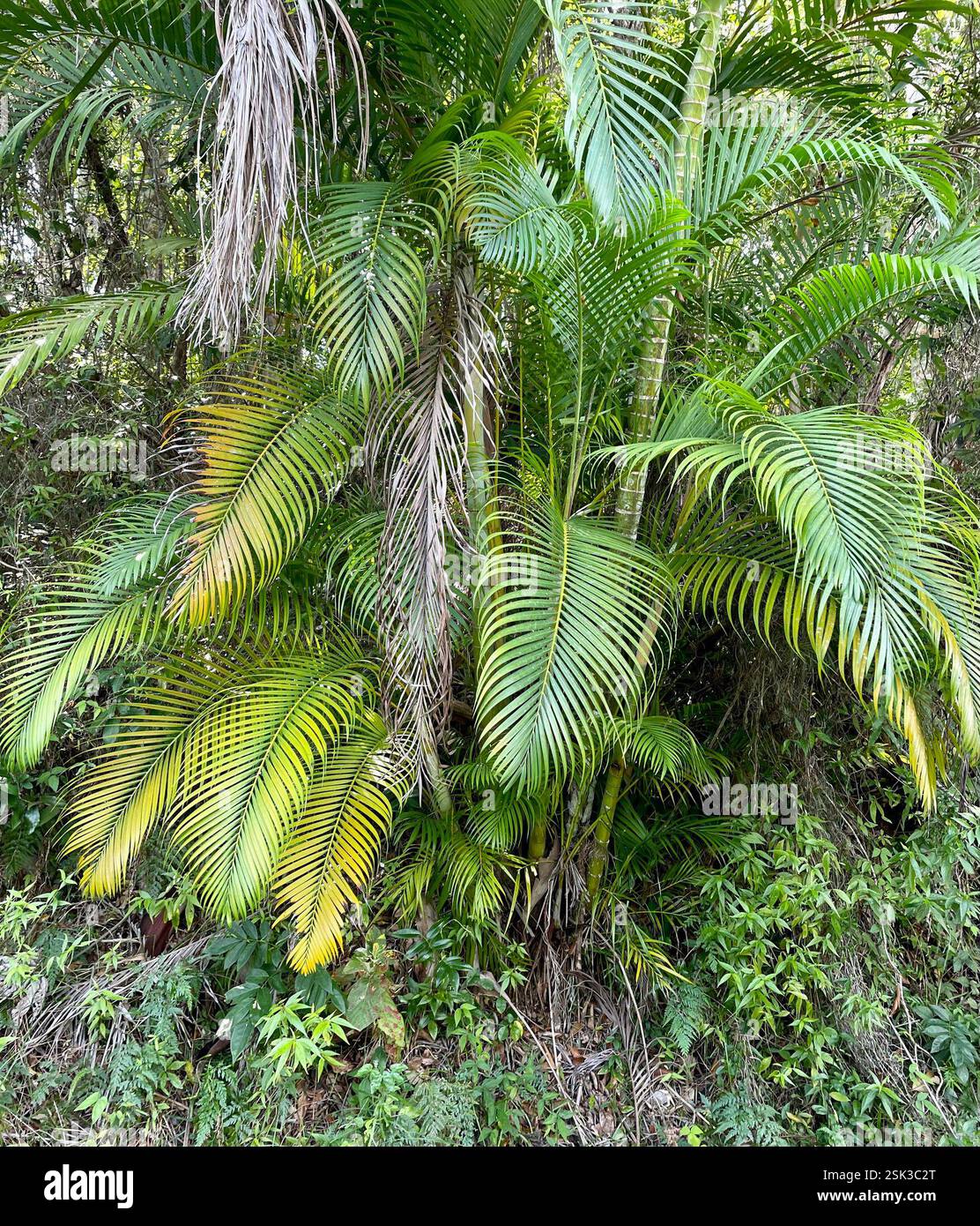 Large diversity of climates hi-res stock photography and images - Alamy