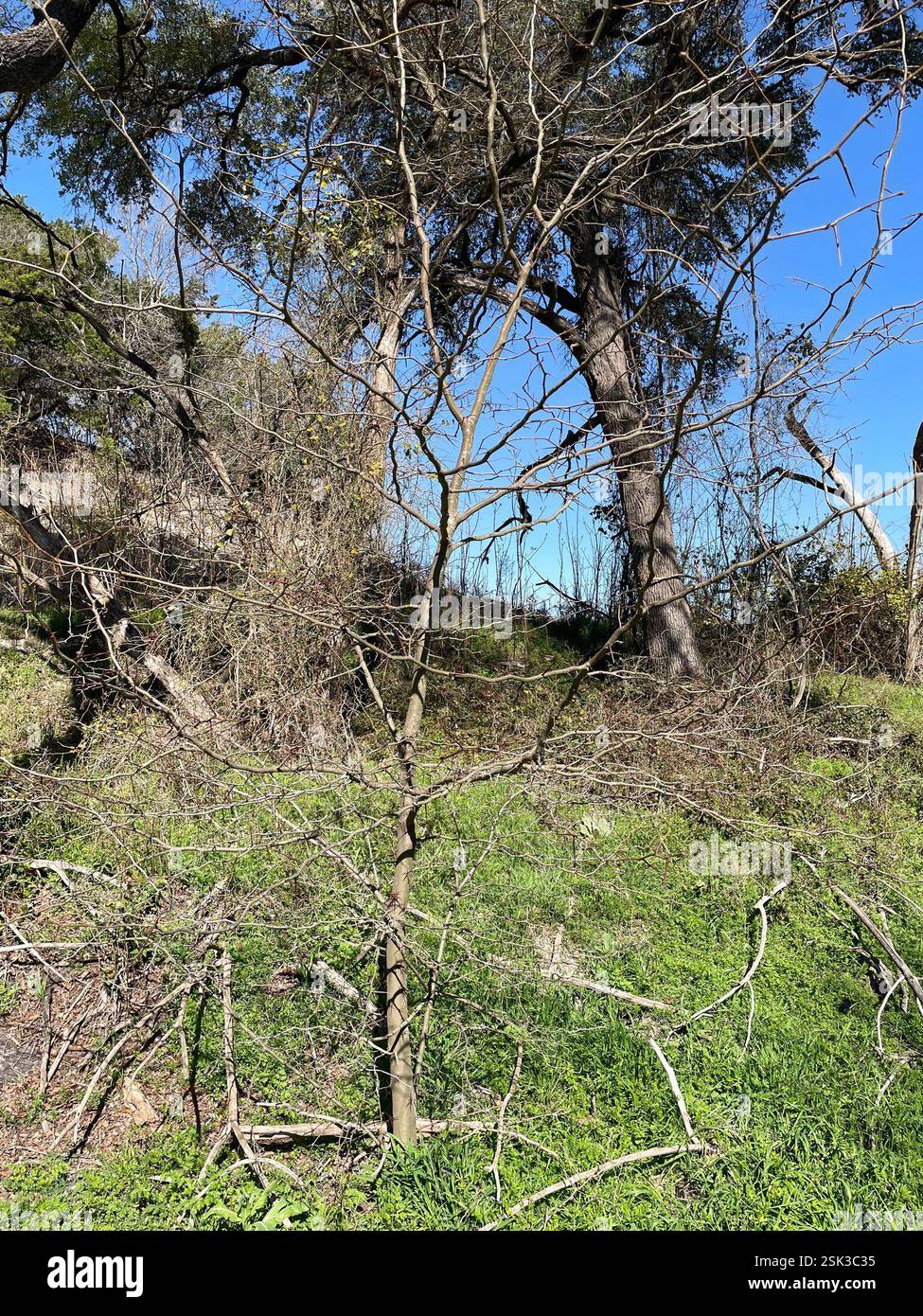 honey locust (Gleditsia triacanthos), Plantae, Moody, TX, US Stock ...
