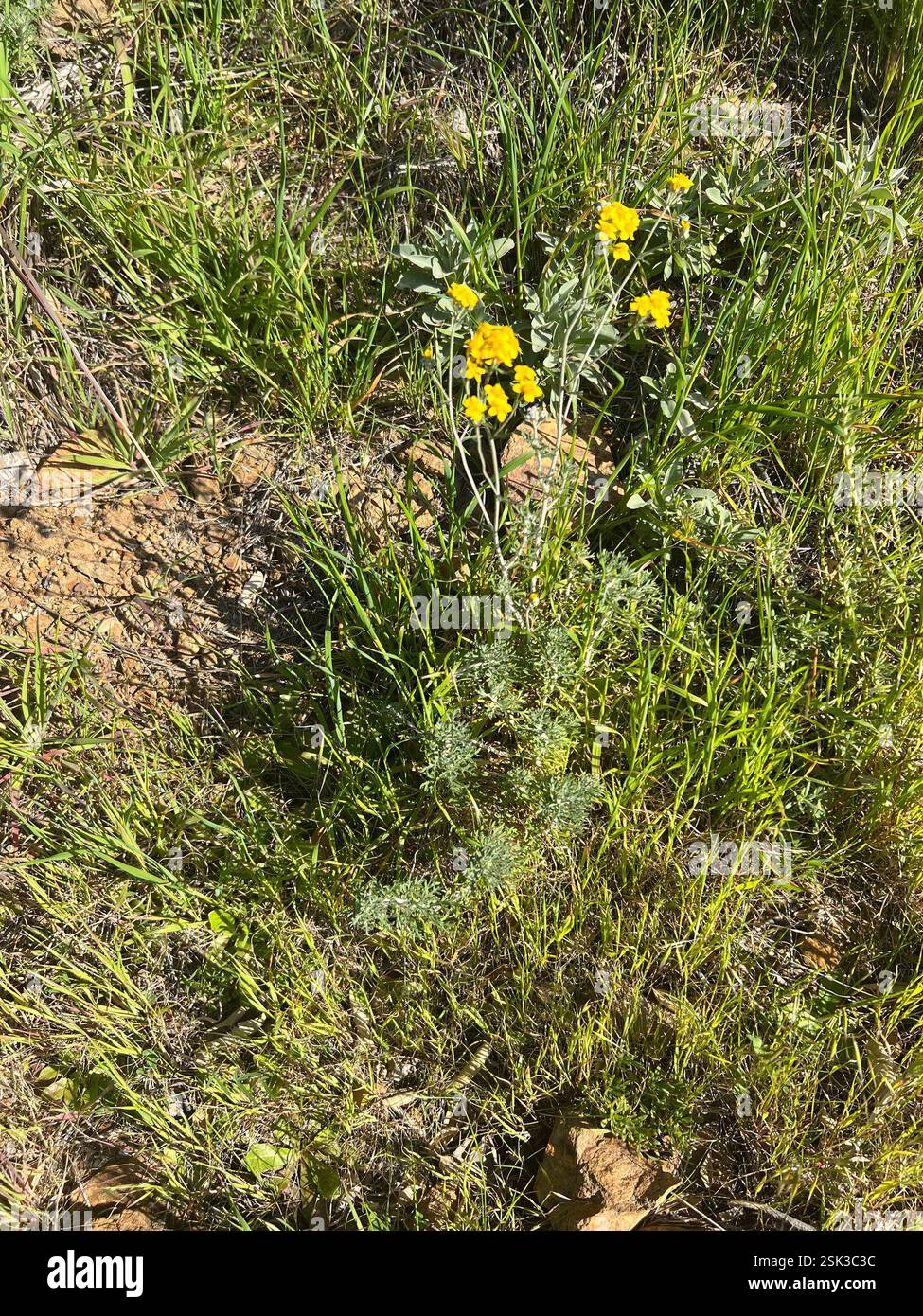 Golden Yarrow (Eriophyllum confertiflorum), Plantae, Orange County, CA ...