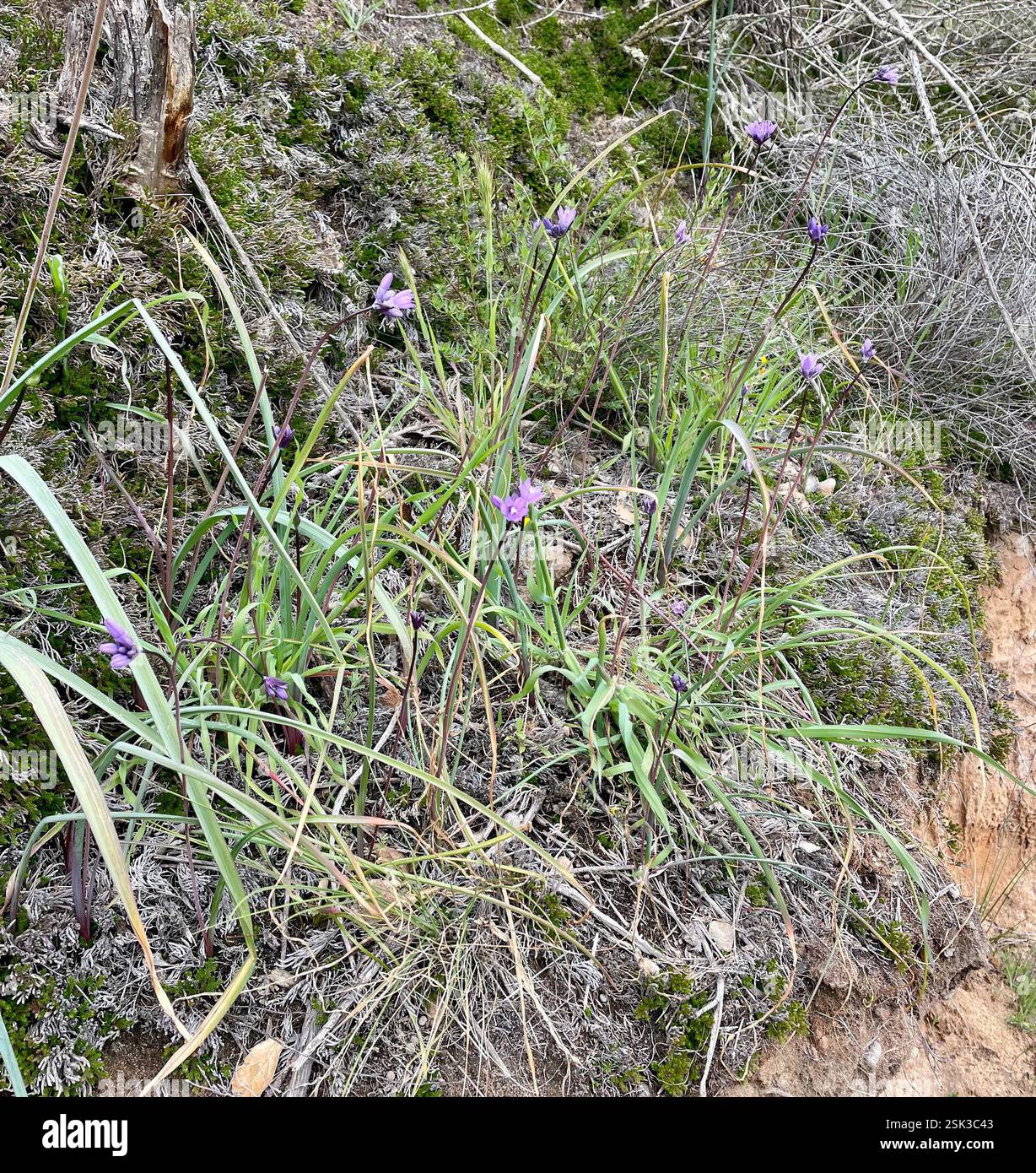 Blue Dicks (Dipterostemon capitatus), Plantae, Fort Ord National ...