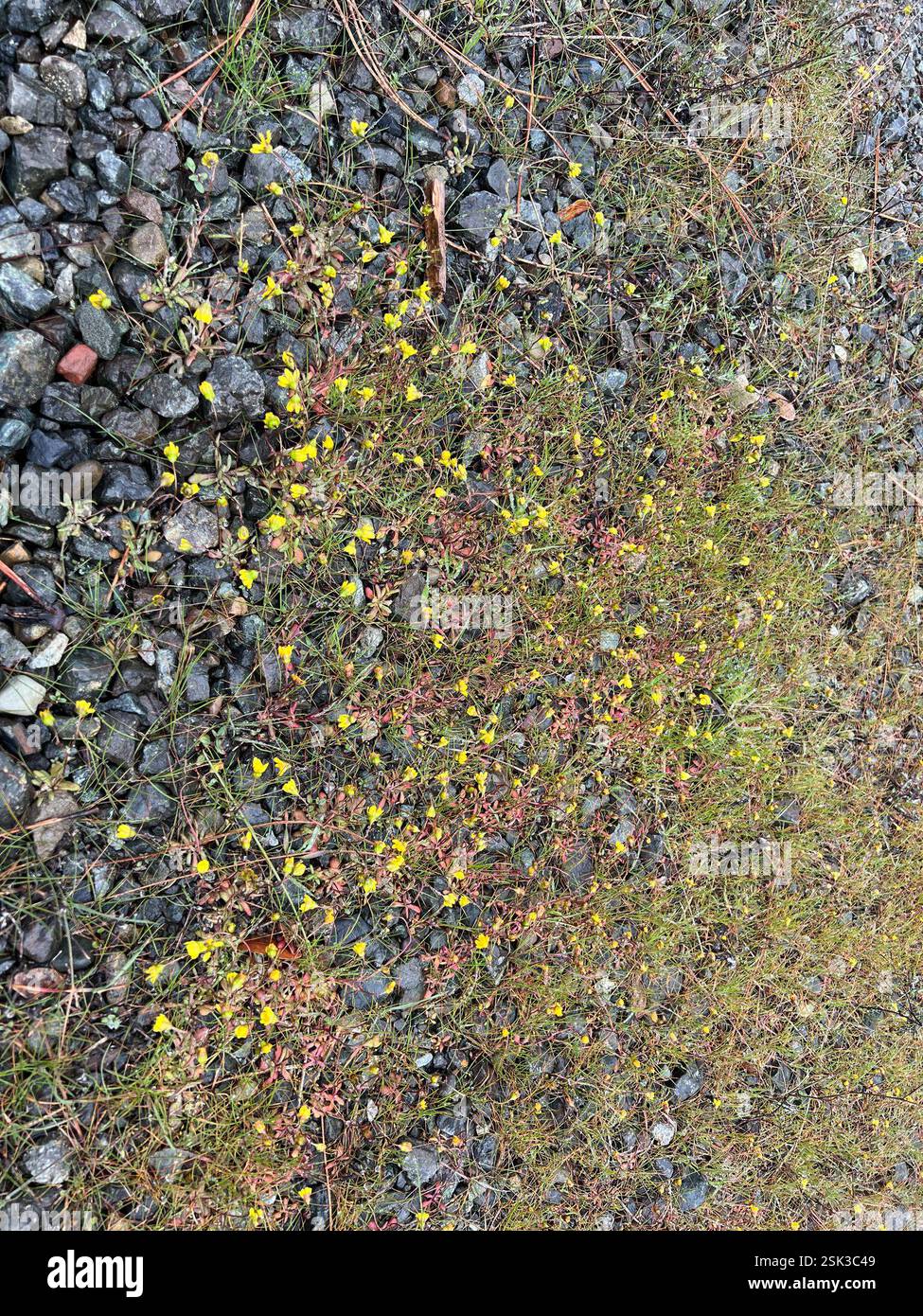 spring gold (Crocidium multicaule), Plantae, Josephine County, OR, USA ...