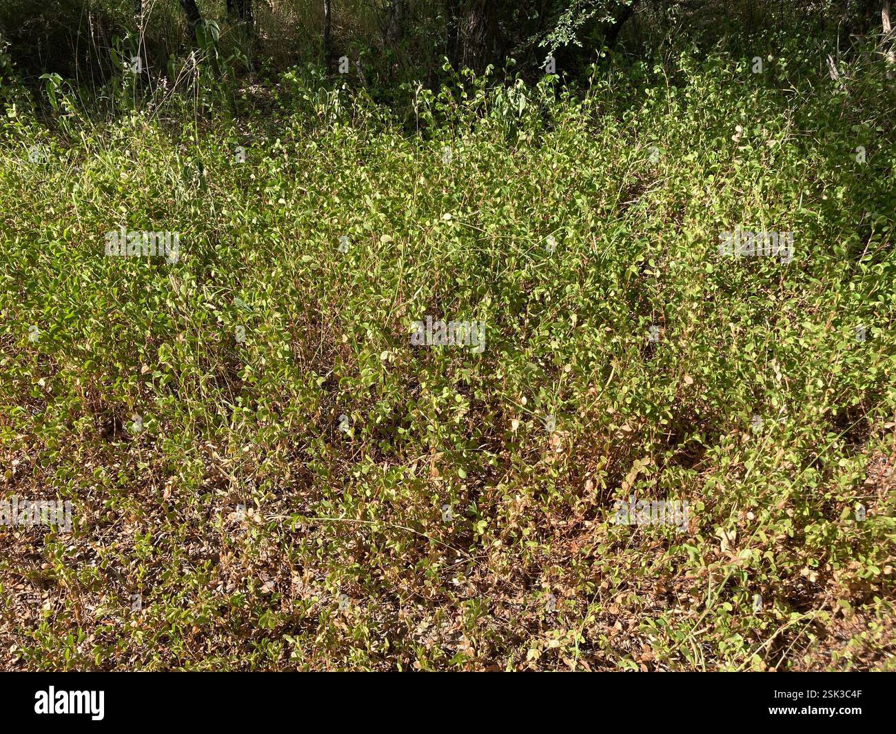 roundleaf sensitive pea (Chamaecrista rotundifolia), Plantae, Duaringa ...