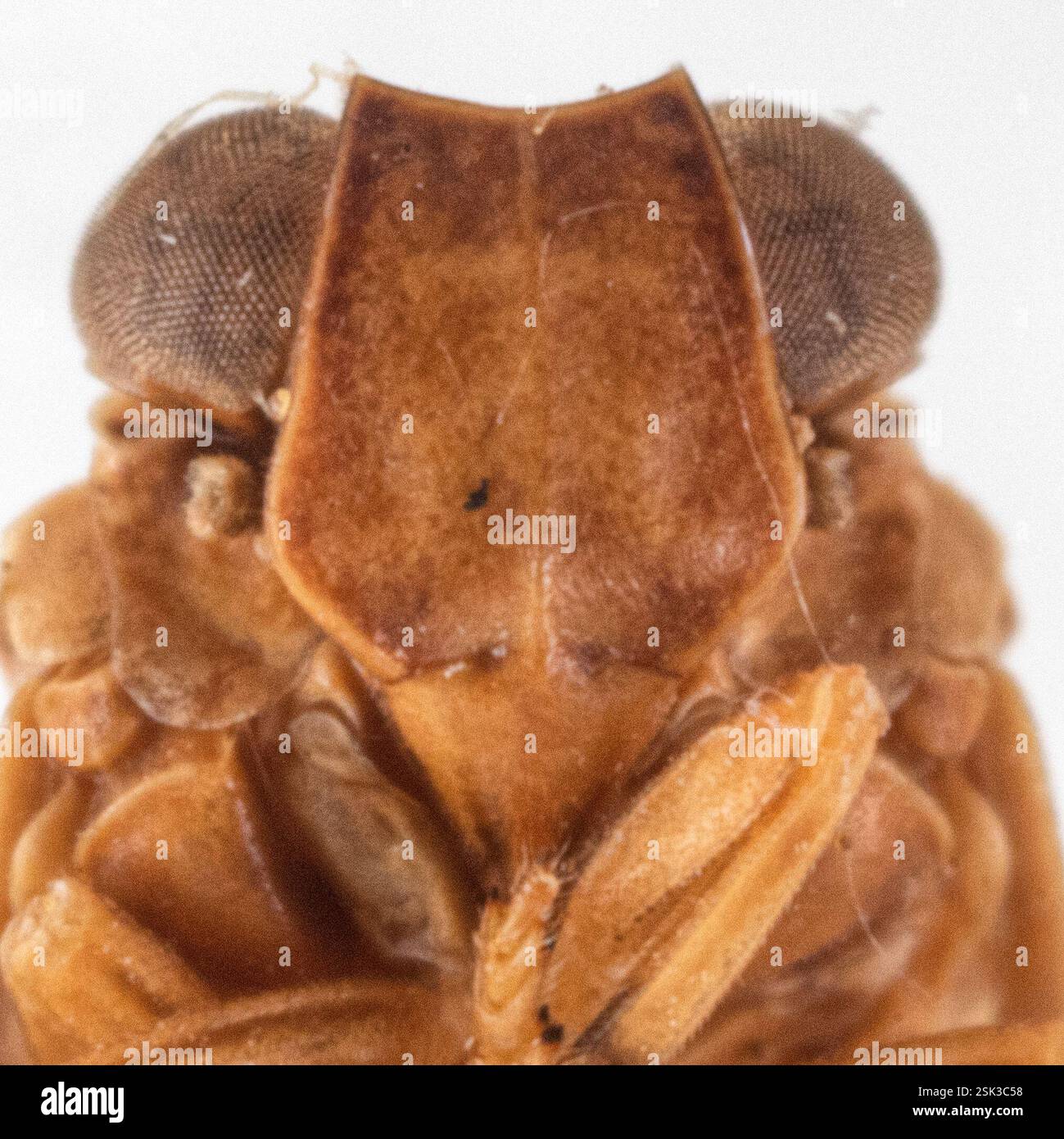 (Caudibeccus punctatus), Insecta, South Bimini, The Bahamas, This is ...