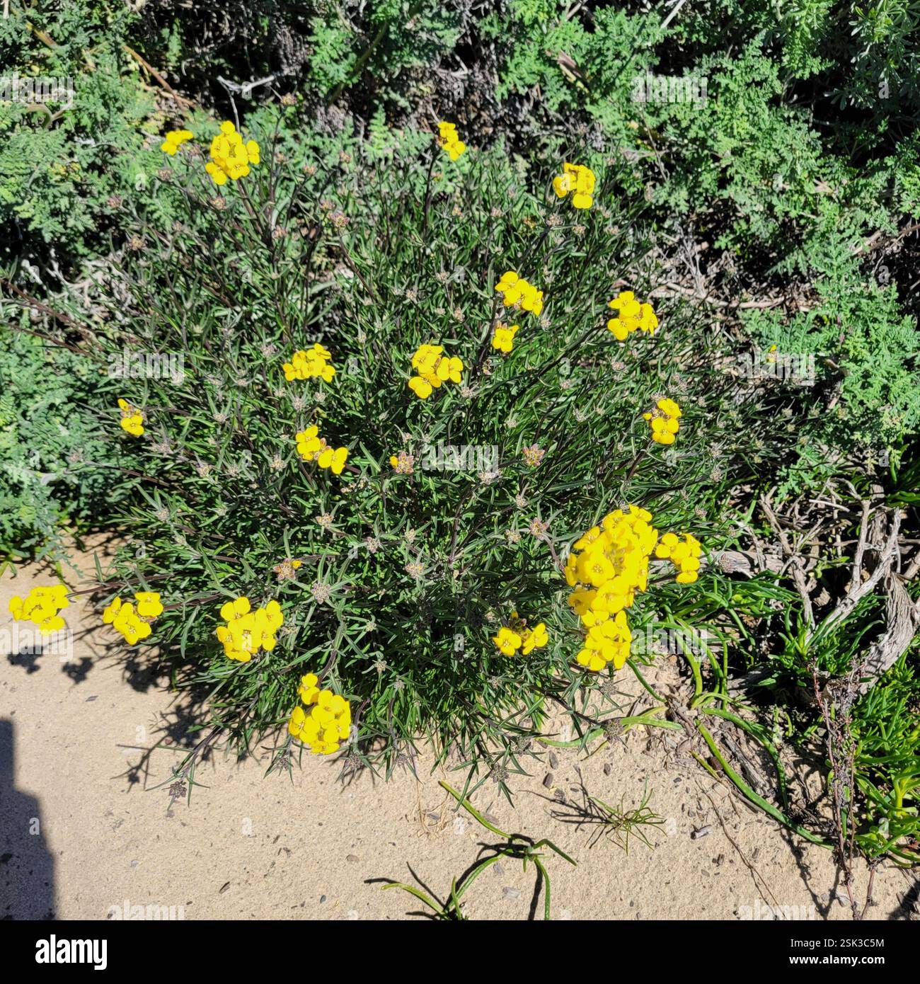 Sand-loving Wallflower (Erysimum ammophilum), Plantae, California, US ...