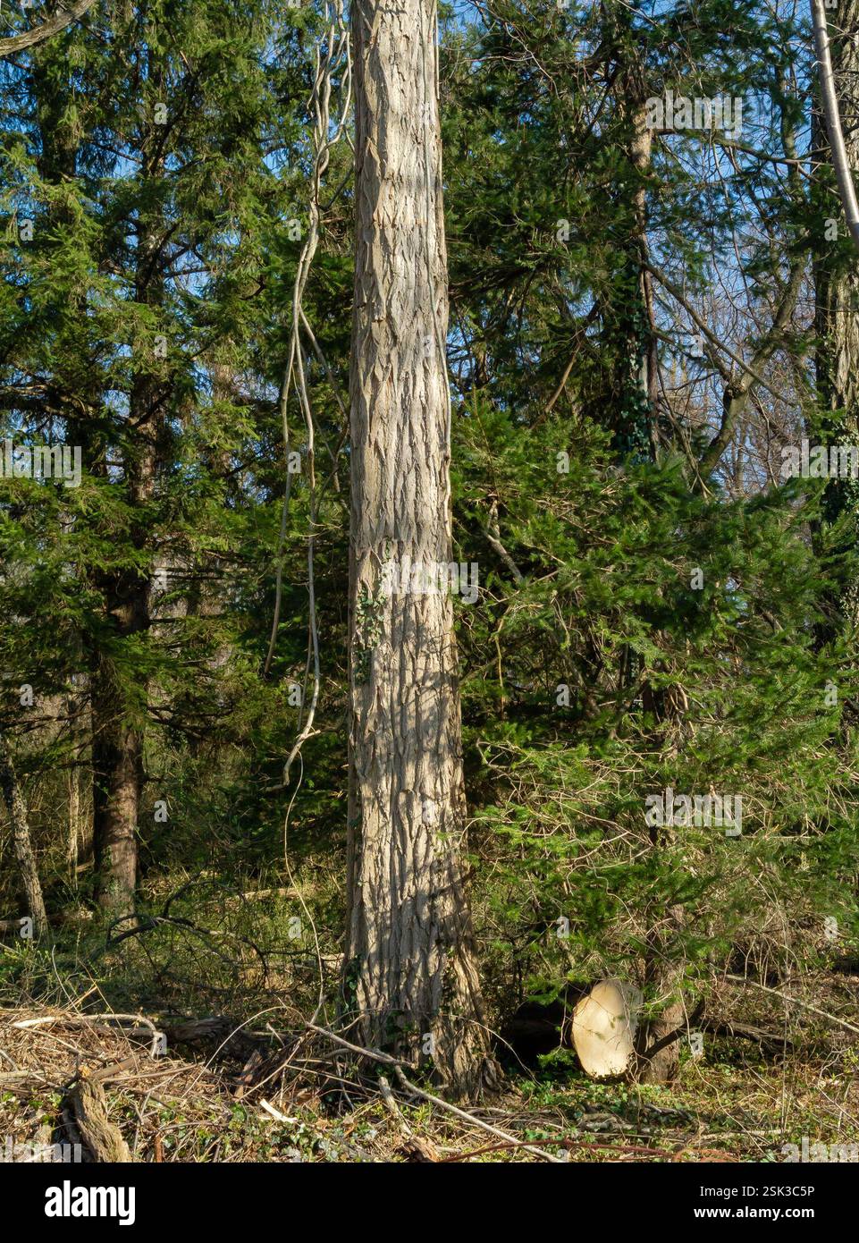 black locust (Robinia pseudoacacia), Plantae, Landis Woods, Manheim ...