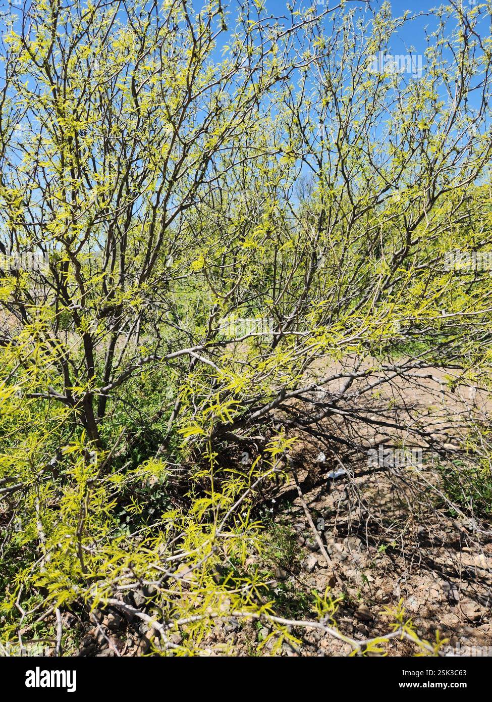 honey mesquite (Neltuma glandulosa), Plantae, Ensenada, MX-BN, MX Stock ...