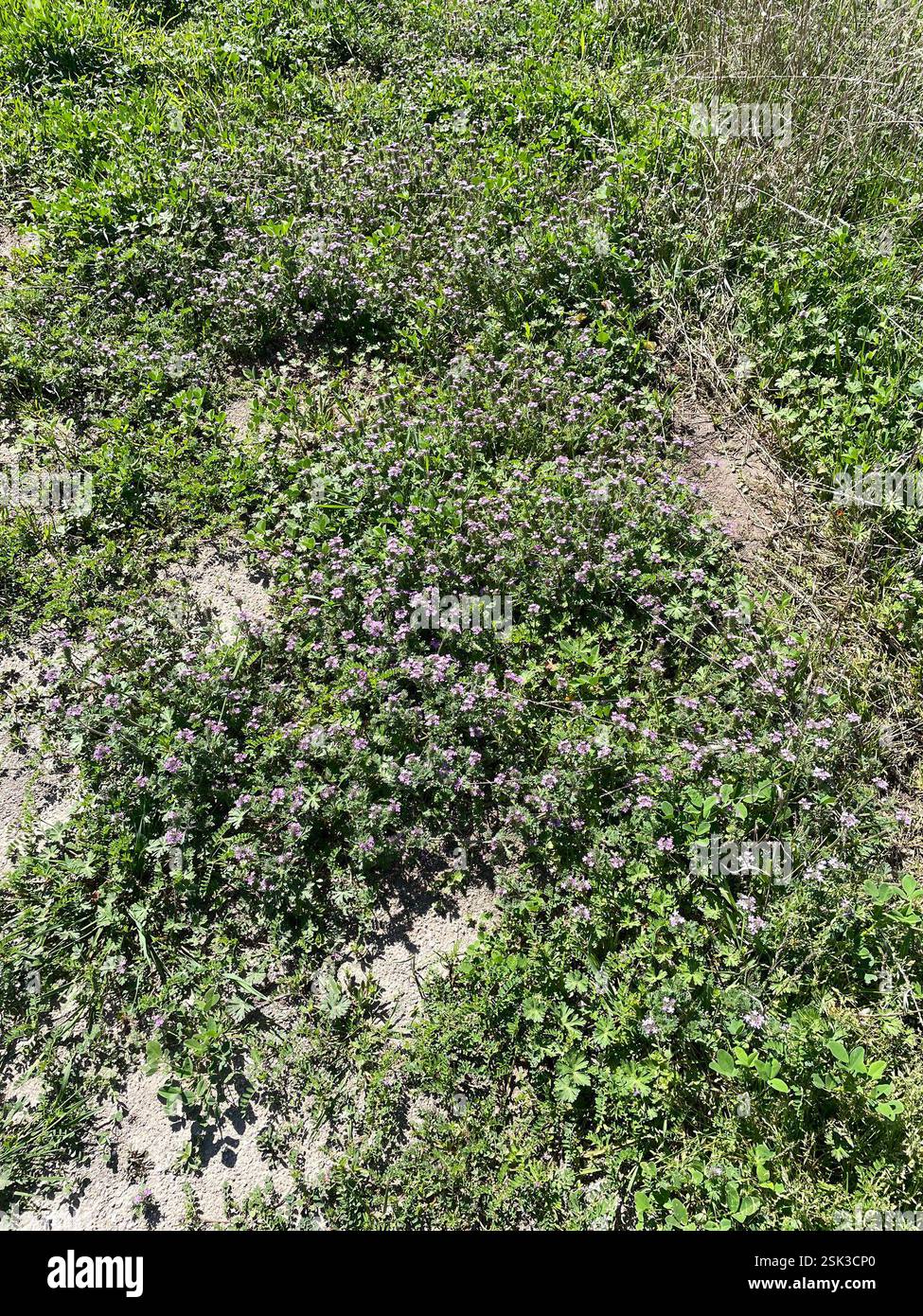 Dwarf Verbena (Glandularia pumila), Plantae, Moody, TX, US Stock Photo ...