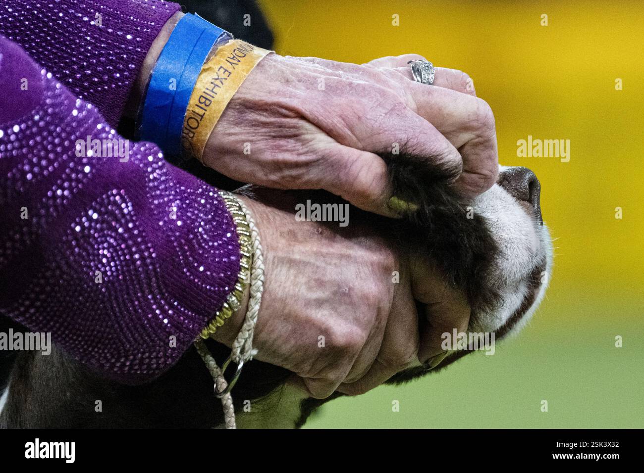 Freddie, an English springer spaniel competes and wins in the Sporting ...