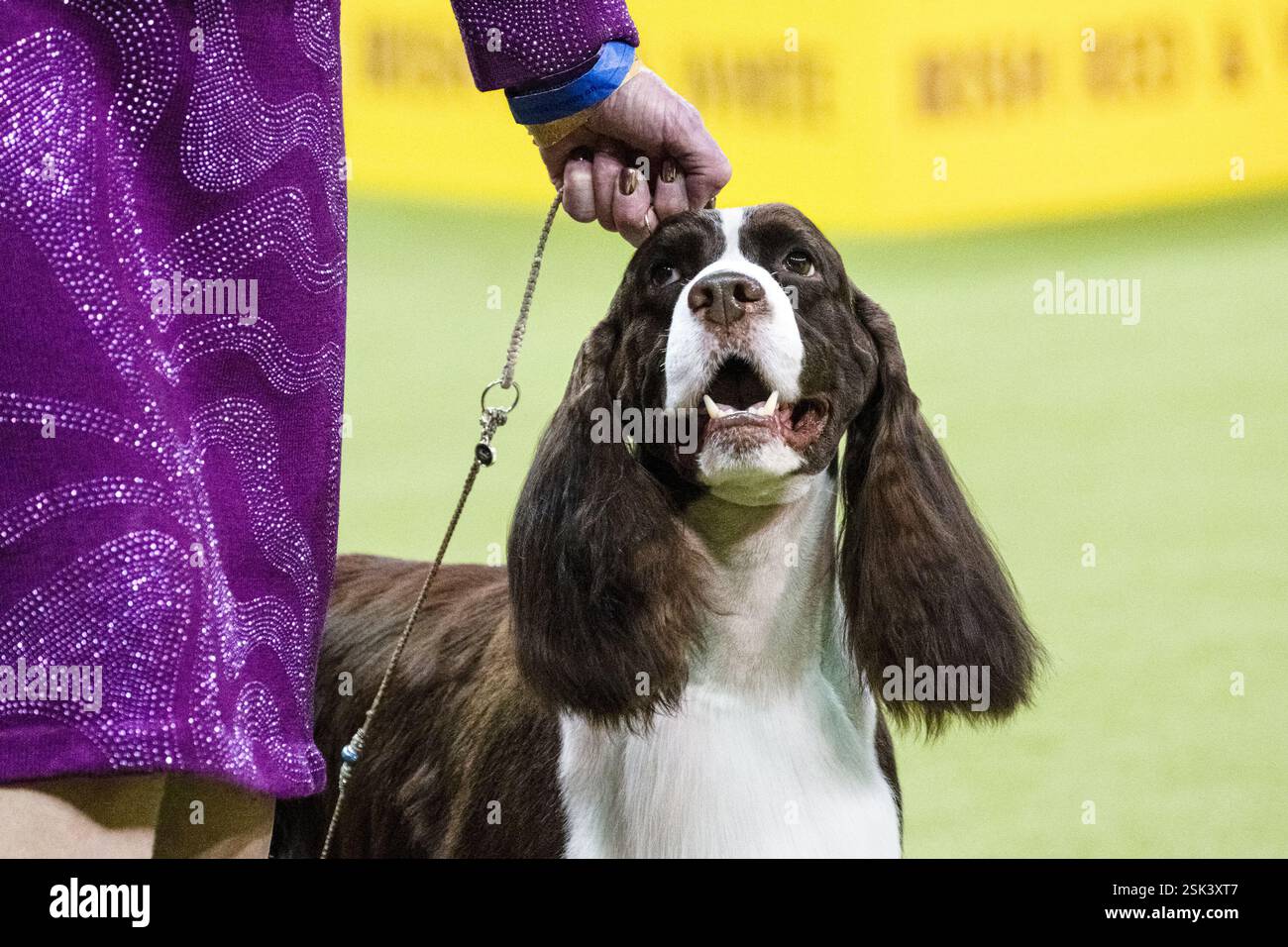 Freddie, an English springer spaniel competes and wins in the Sporting ...