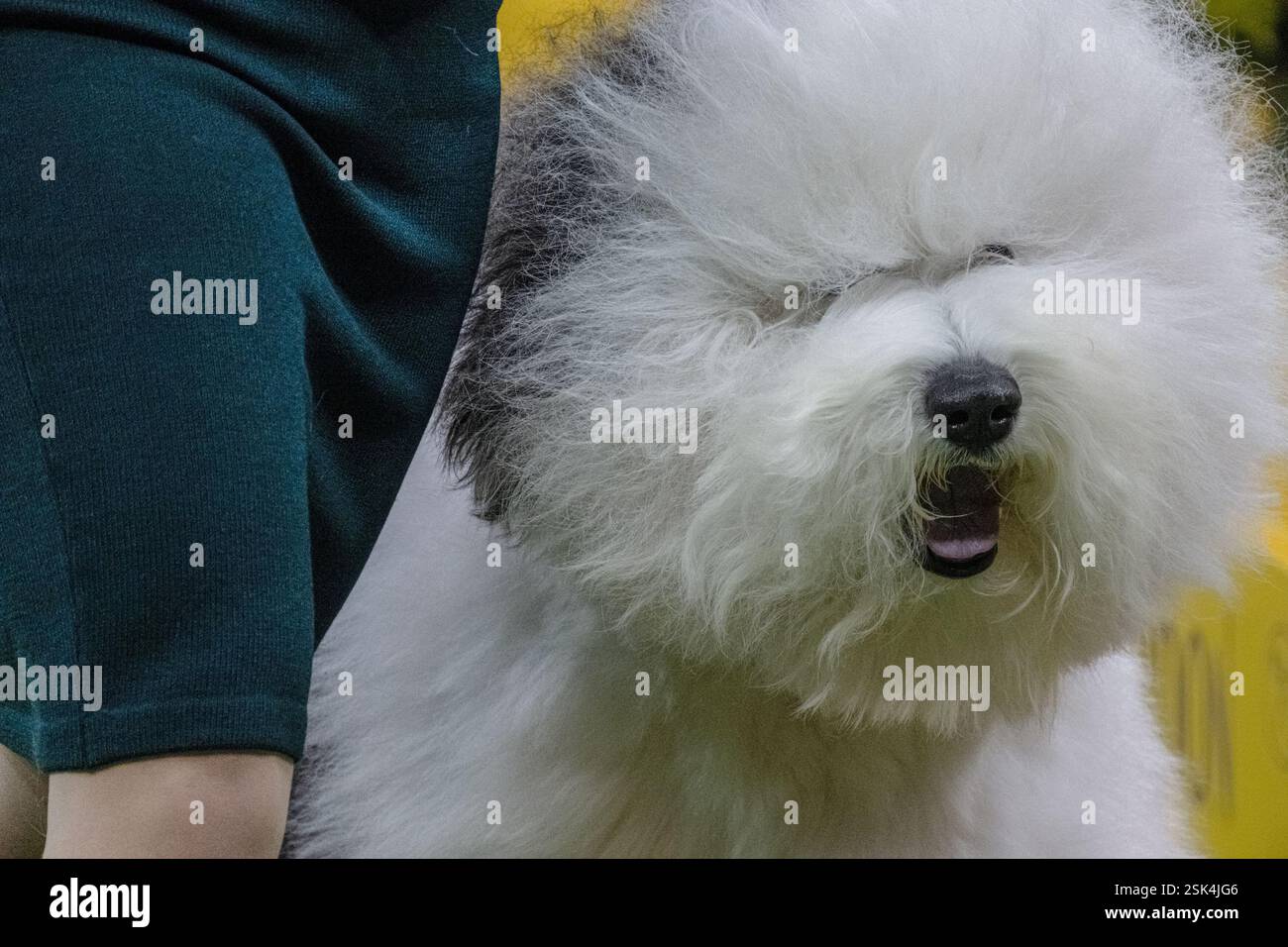 An Old English Sheepdog competes in the Group Judging and Best in Show ...