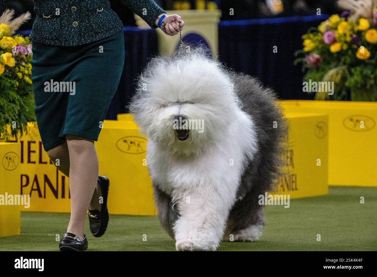 An Old English Sheepdog competes in the Group Judging and Best in Show ...