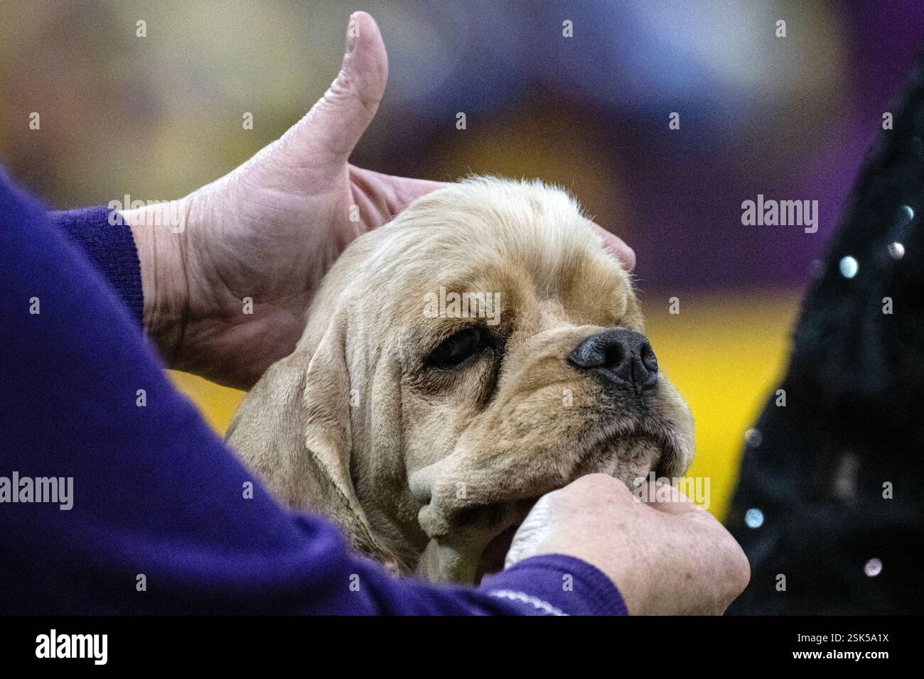 Carli, a Cocker Spaniel competes in the Group Judging and Best in Show ...