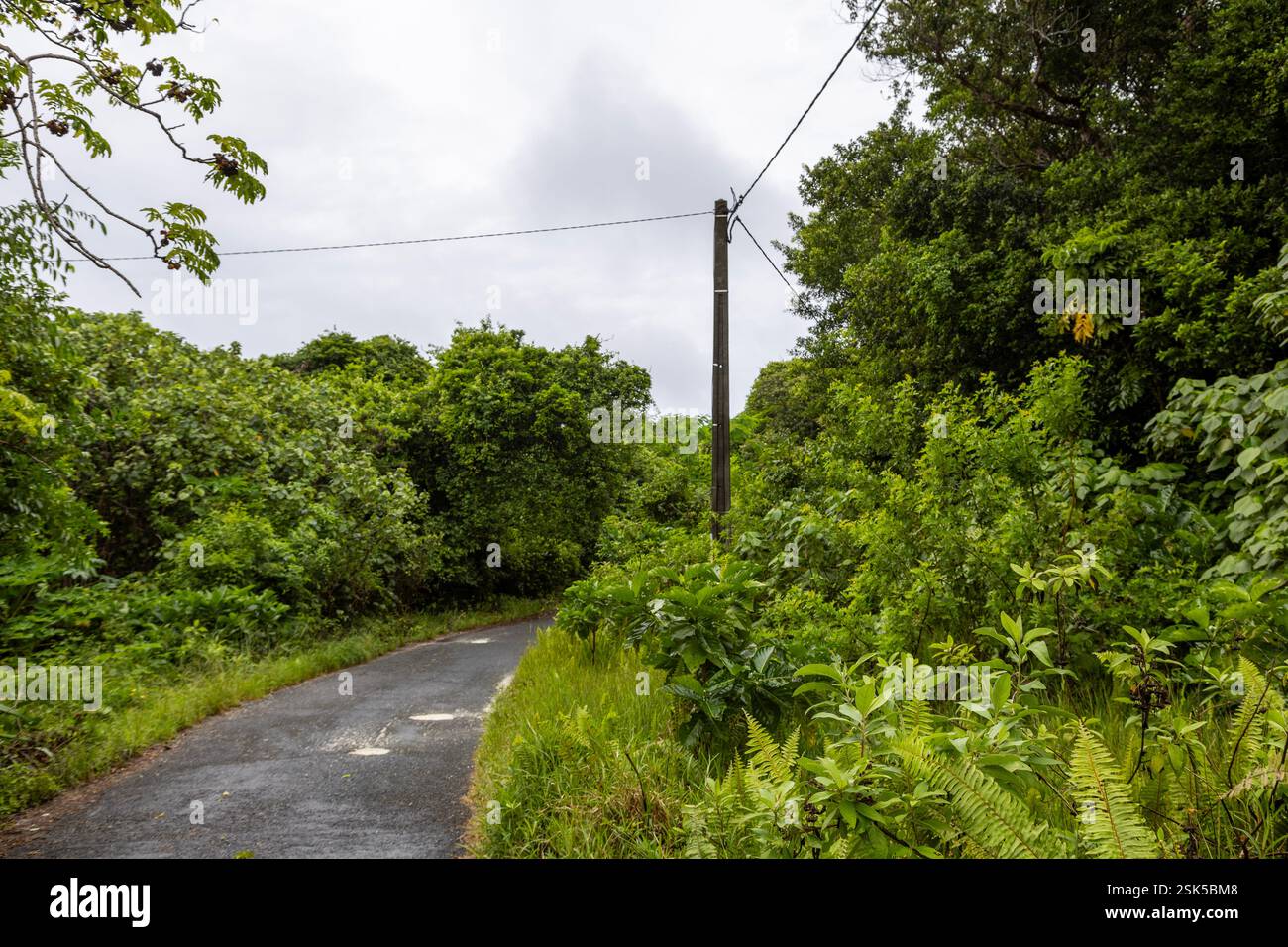 Road surrounded by a dense native forest in the Island of Lifou ...