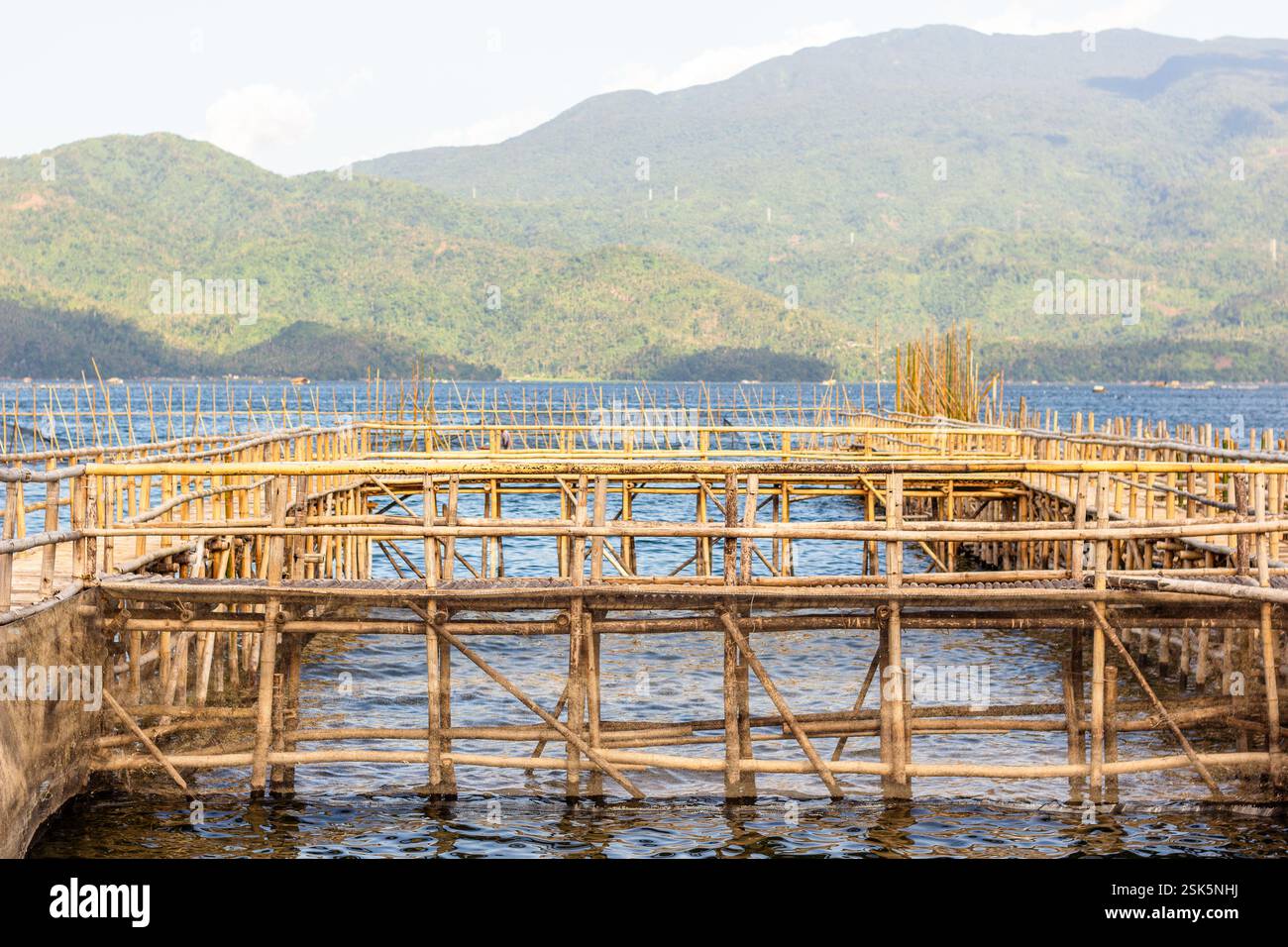 Bamboo structures at a local fishpond in Lake Buhi known for tilapia ...
