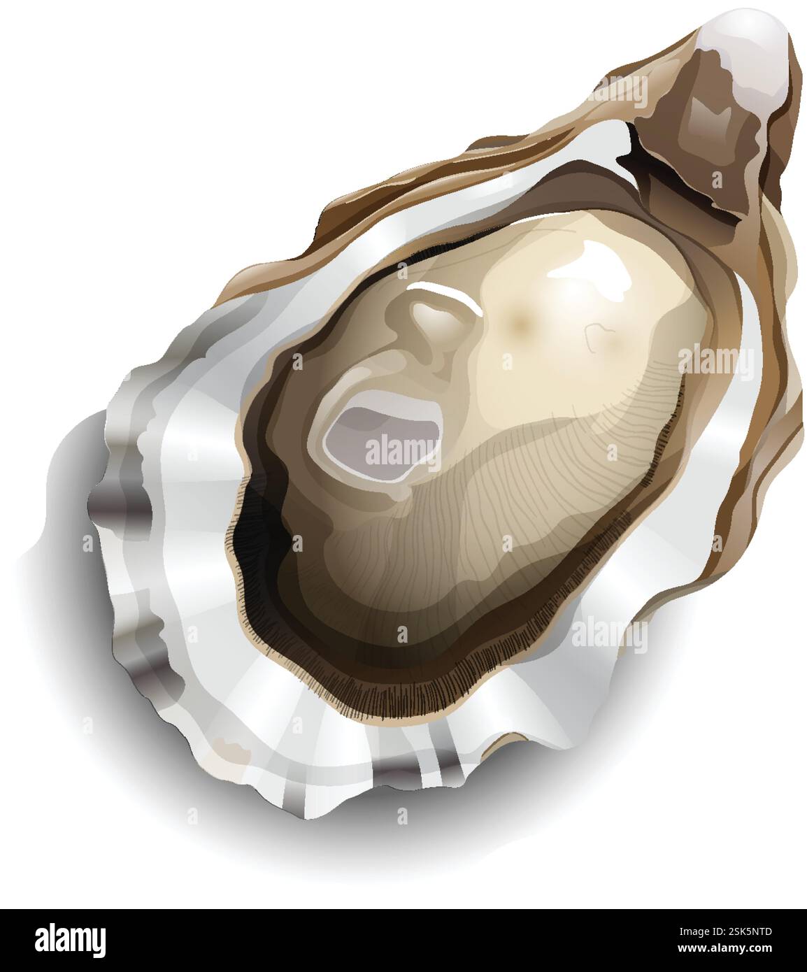 Detailed vector illustration of an oyster Stock Vector Image & Art - Alamy
