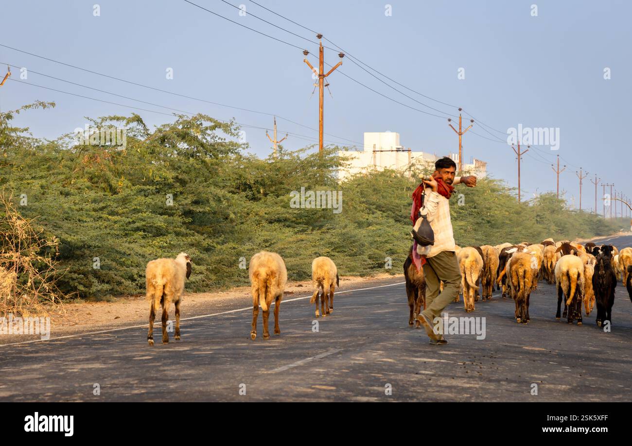 herd of sheep strolling on road by shepherd in early morning Stock ...