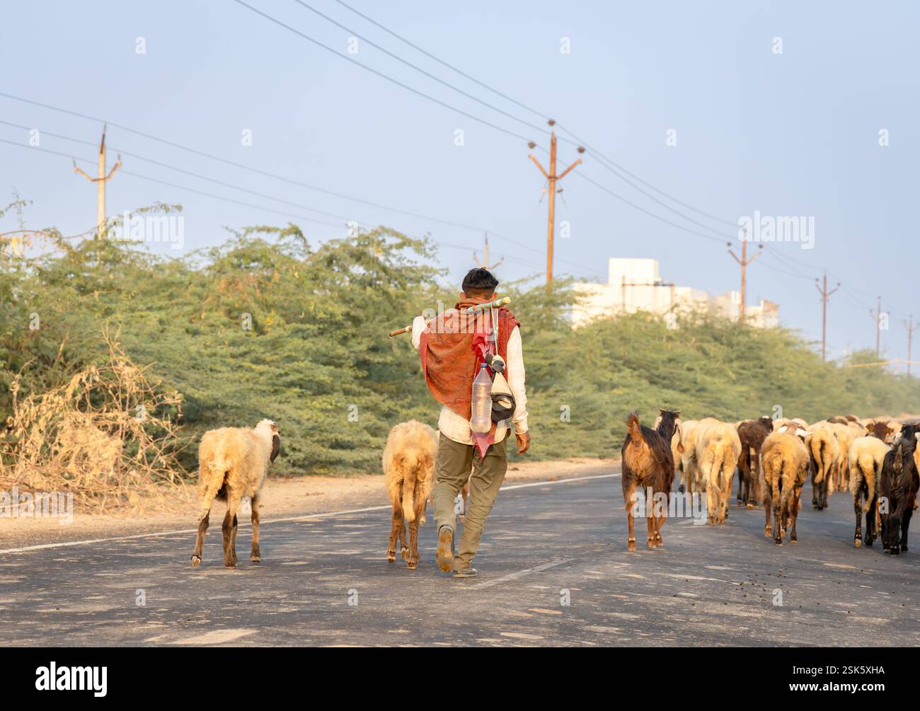 herd of sheep strolling on road by shepherd in early morning Stock ...