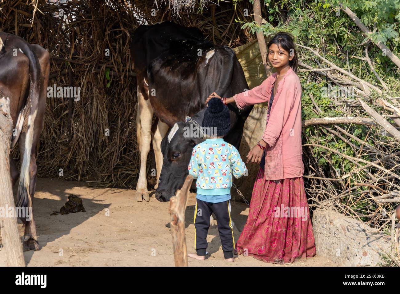 rural indian kids playing with cow at farm at day Stock Photo - Alamy