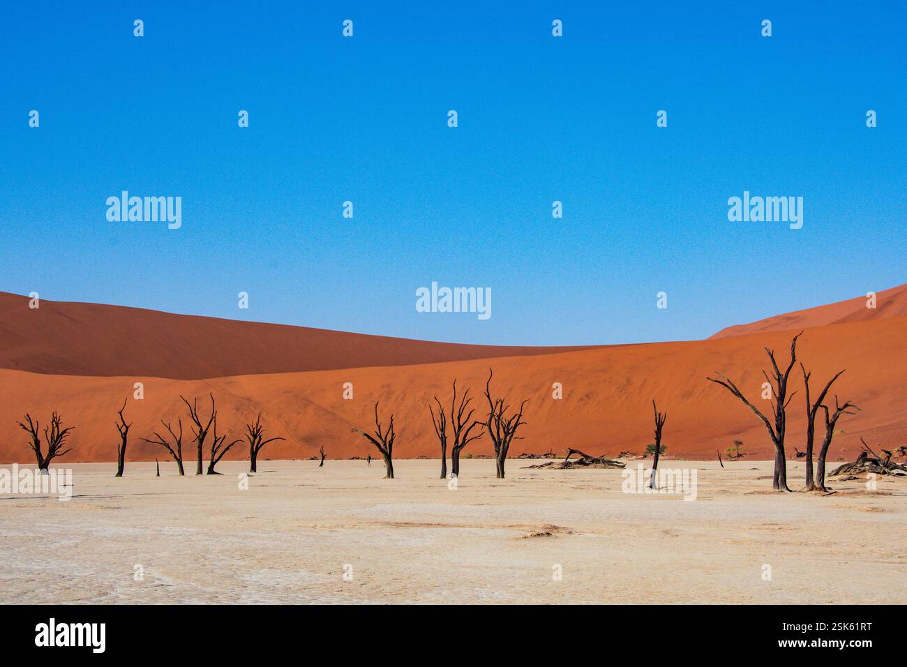 Skeleton tree in deadvlei hi-res stock photography and images - Alamy