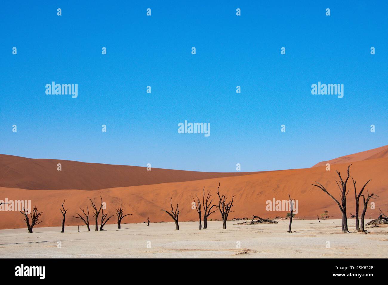 Skeleton tree in deadvlei hi-res stock photography and images - Alamy