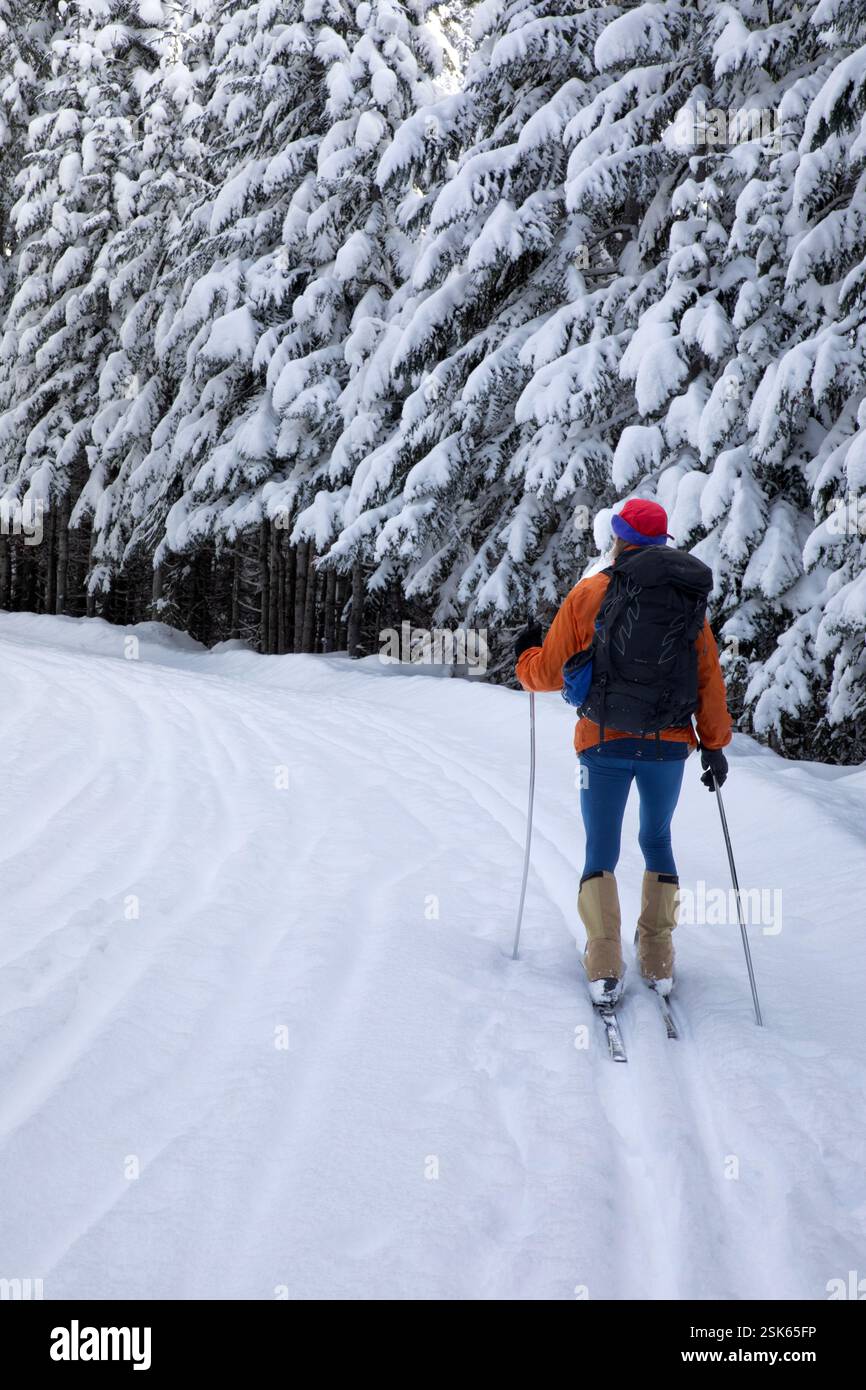 WA28132-00...WASHINGTON - Cross-country skier heading up an old road ...