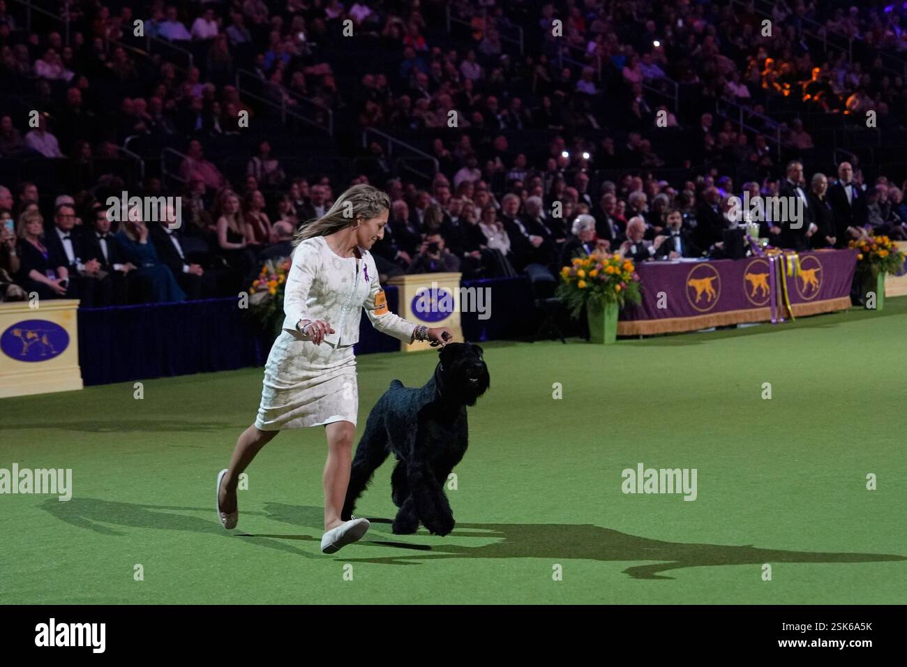 Katie Bernardin and Monty, a Giant Schnauzer, compete in the best in ...