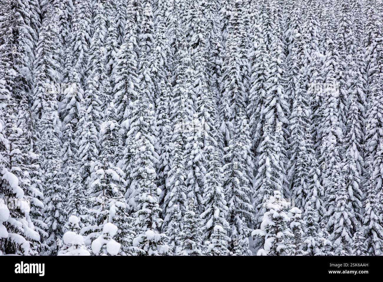 Washington - Trees on hillside covered with snow in the Okanogan ...