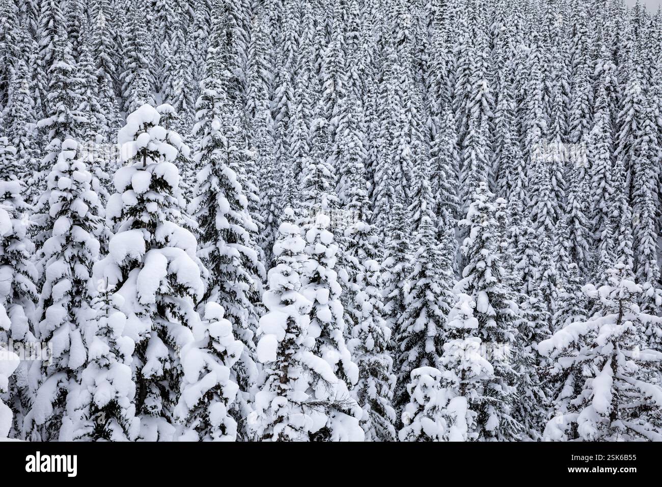 Washington - Trees on hillside covered with snow in the Okanogan ...