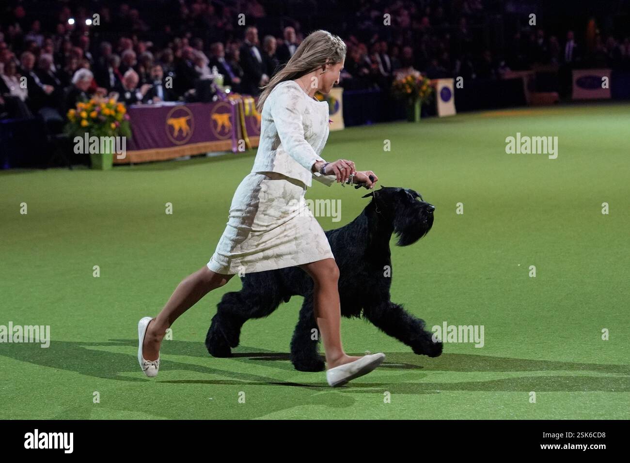 Katie Bernardin and Monty, a Giant Schnauzer, compete in the best in ...